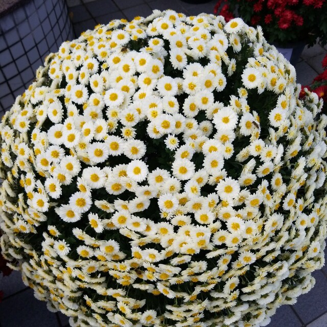 slilyのコーディネート一覧 - WEAR