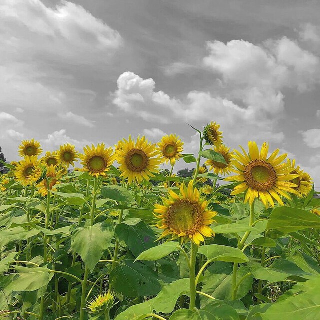 tuffyのコーディネート一覧 - WEAR