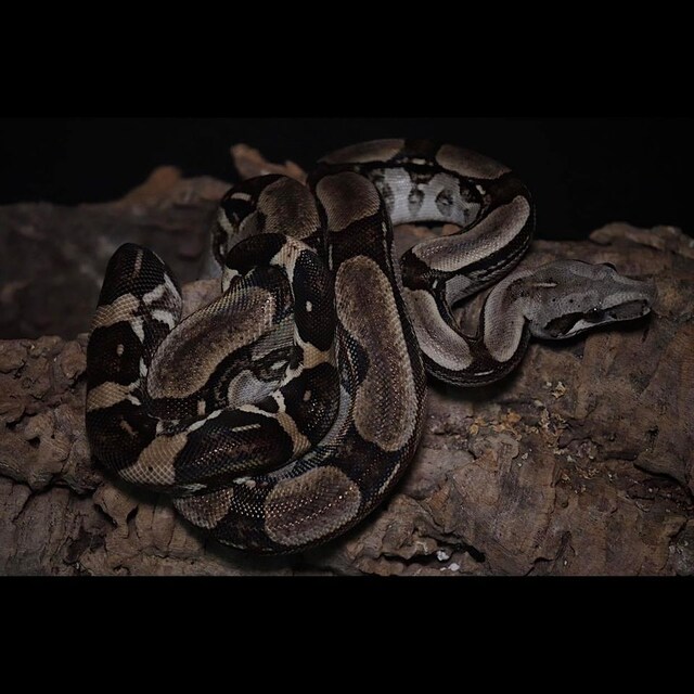 Ivanのコーディネート一覧 - WEAR